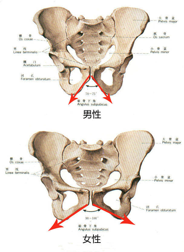动漫人物屁股怎么画如何画出性感的屁股屁股的形状与分类臀部骨盆女性