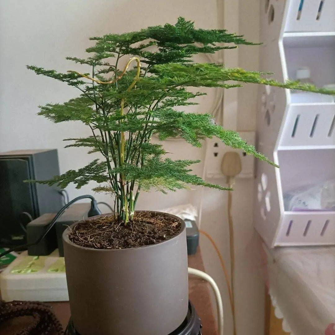 养文竹就得狠心剪一刀，学会 3剪1控”，一个月长成茂密小森林！修剪叶子问题