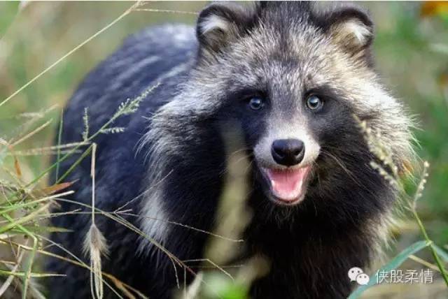 貉维生素B2缺乏症_饲料_动物_供给