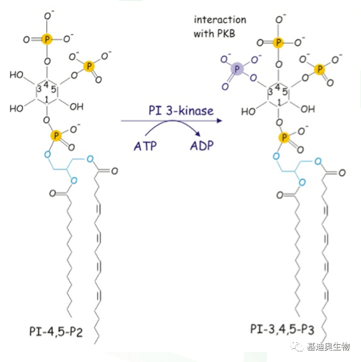 PI3K-AKT通路专题解析（上）_信号_Kegg_核心