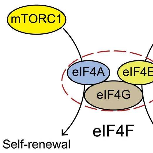 秦宝明实验室揭示mTOR调控胚胎干细胞自我更新的新机制_研究人员_复合物_的作用