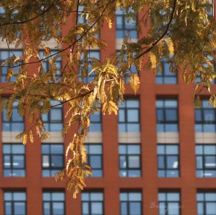 SUFE彩拍｜秋冬之交，财与你遇_照片_作品_晓懿