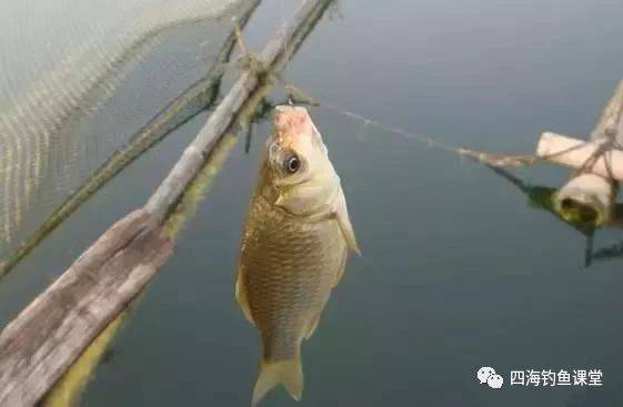 饵料别总花钱买，成本不足3元自制饵料，钓上的鲫鱼一条比一条大诱饵钓友进行