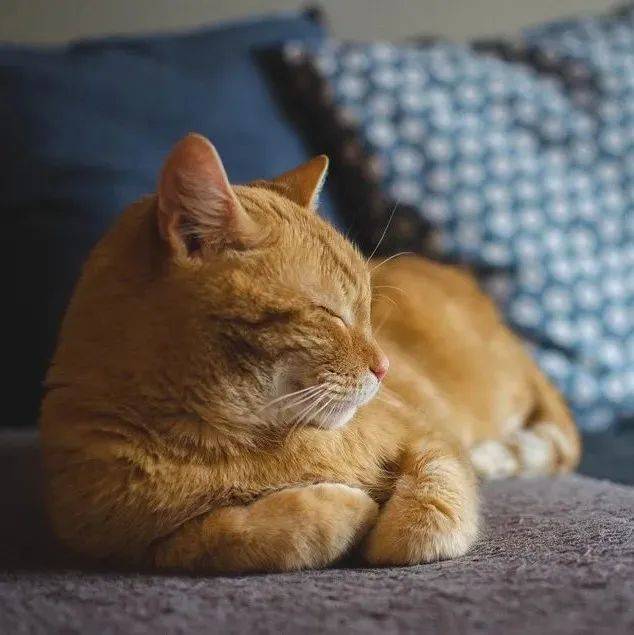 养猫人的崩溃,从猫咪尿出石头的一刻开始问题药物com