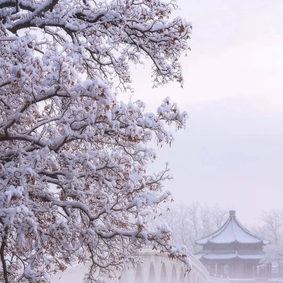 今日大寒!霜雪染尽,静候春归今日大寒寒气梅花凌
