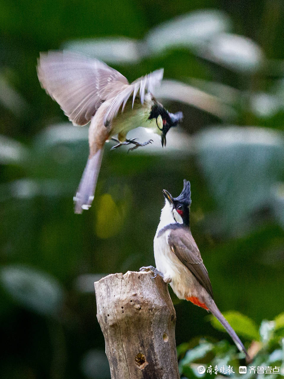 高黎贡山美丽灵禽——红耳鹎_活动_常在_Bulbul