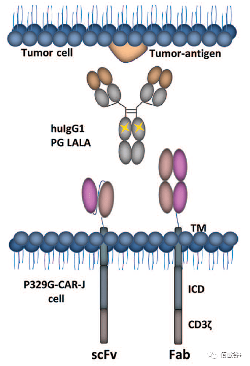 信达生物技术全梳理2.0_双抗_抗体_布局