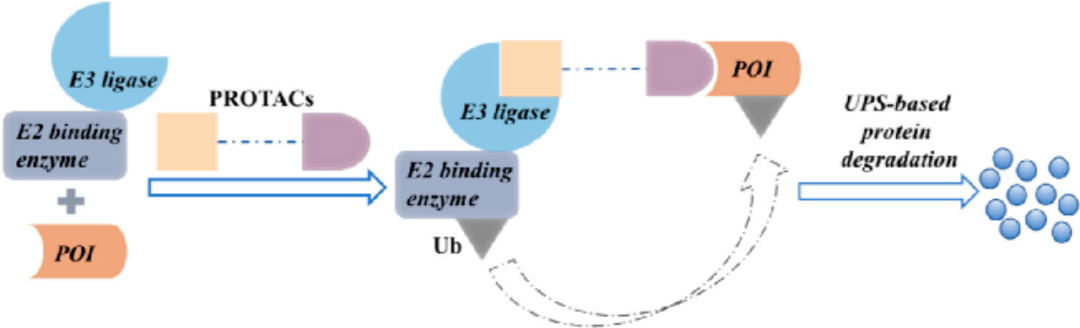 综述：靶向降解蛋白激酶的PROTAC汇总_开发_粒细胞_Yang