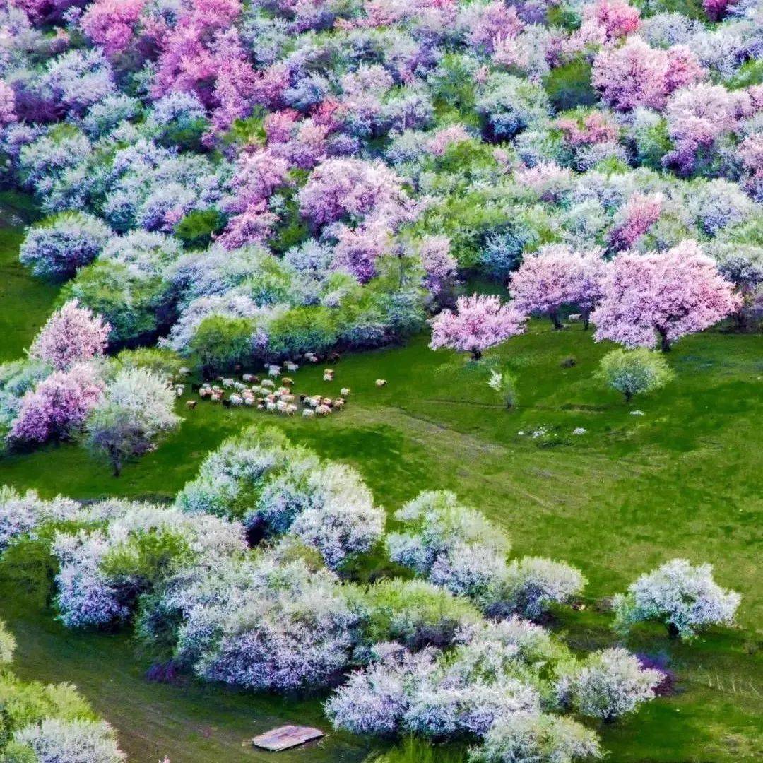 春天，新疆赏杏花旅游线路攻略_伊犁_吐尔根乡_吐鲁番