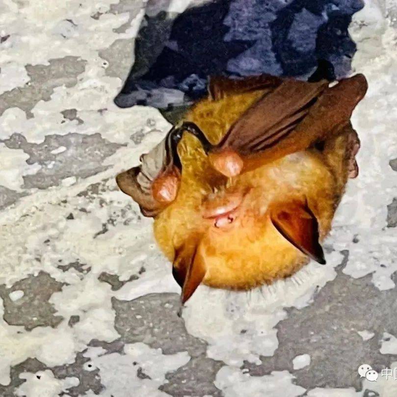 绿会志愿者在连云港首次记录渡濑氏鼠耳蝠（Myotis rufoniger）_蝙蝠_周翀_of