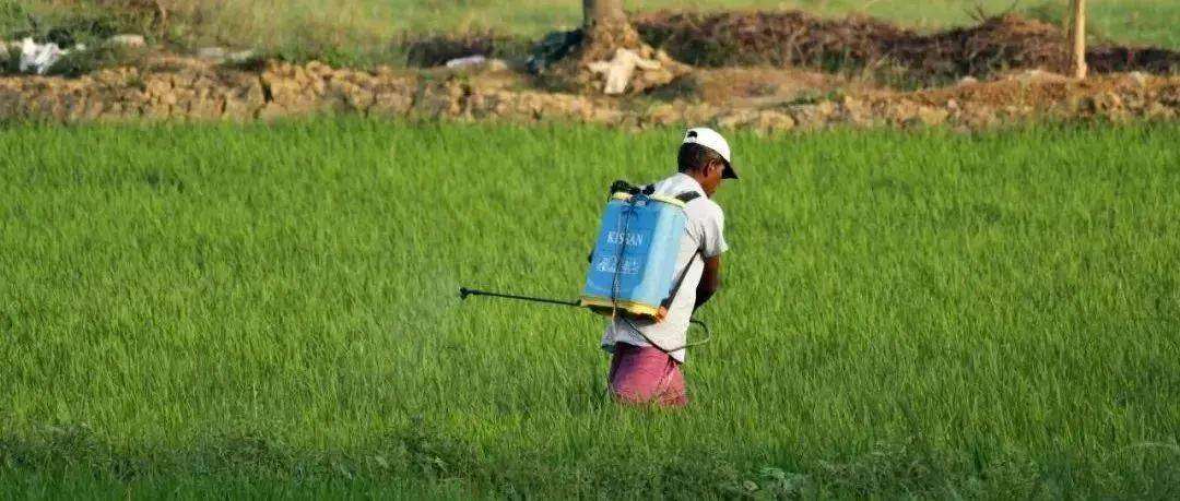 失败！禁用化肥农药6个月后，大片农田被遗弃，农产品价格暴涨1倍！_斯里兰卡政府_的国家_农业部