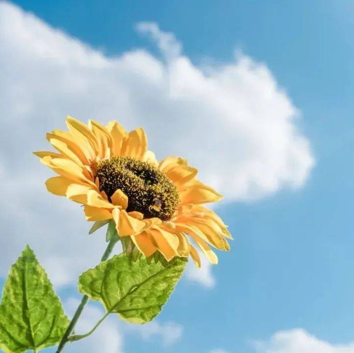 新型抗凝药Asundexian获得FDA快速通道认定，用于卒中二级预防_Fast_药物_Track