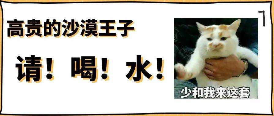 答应我!一定要让猫咪多喝水饮水脏东西容器