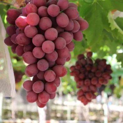 Chile unveils new red seedless table grape variety_fruit_fungus_tested