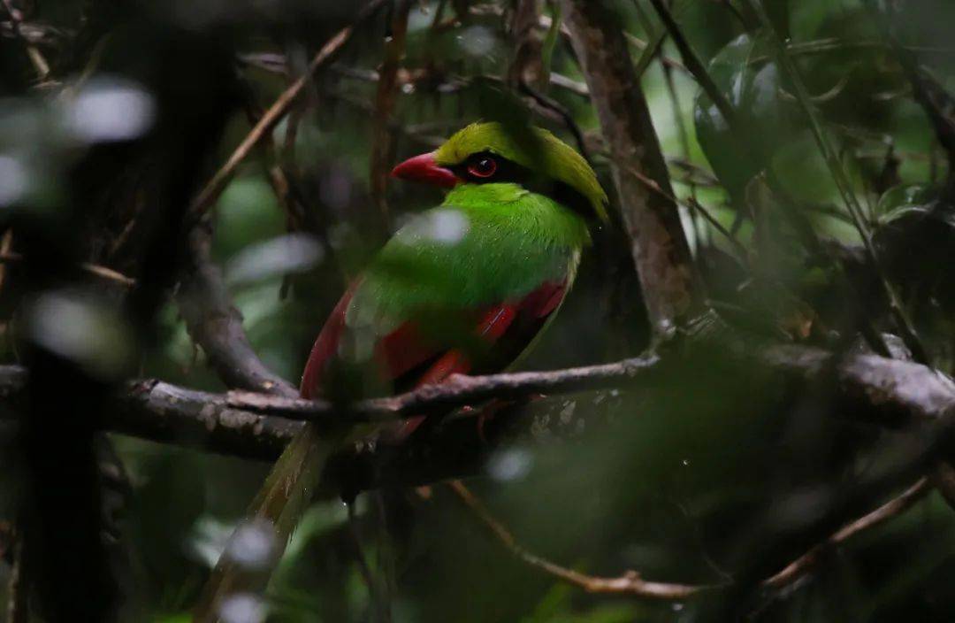 Discover Shenzhen | The Indochinese green magpie 黄胸绿鹊_the_on_as
