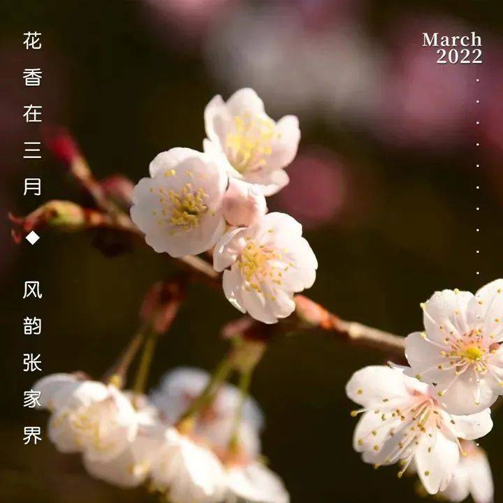 花香在三月 风韵张家界_https_rednet_网址