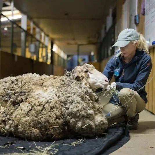 澳洲又现“逃跑”绵羊？疑“出逃”6年，身背40公斤羊毛，在山区被找到_Ahern_Alex_广播公司