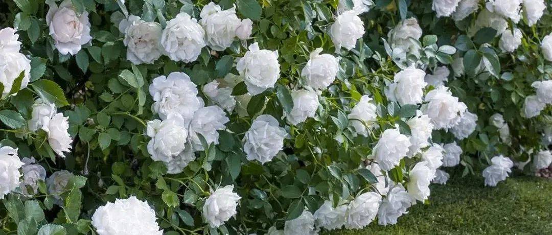 荣获14项国际大奖，新的月季大魔王诞生了！_竞赛_开花_威廉·雷德