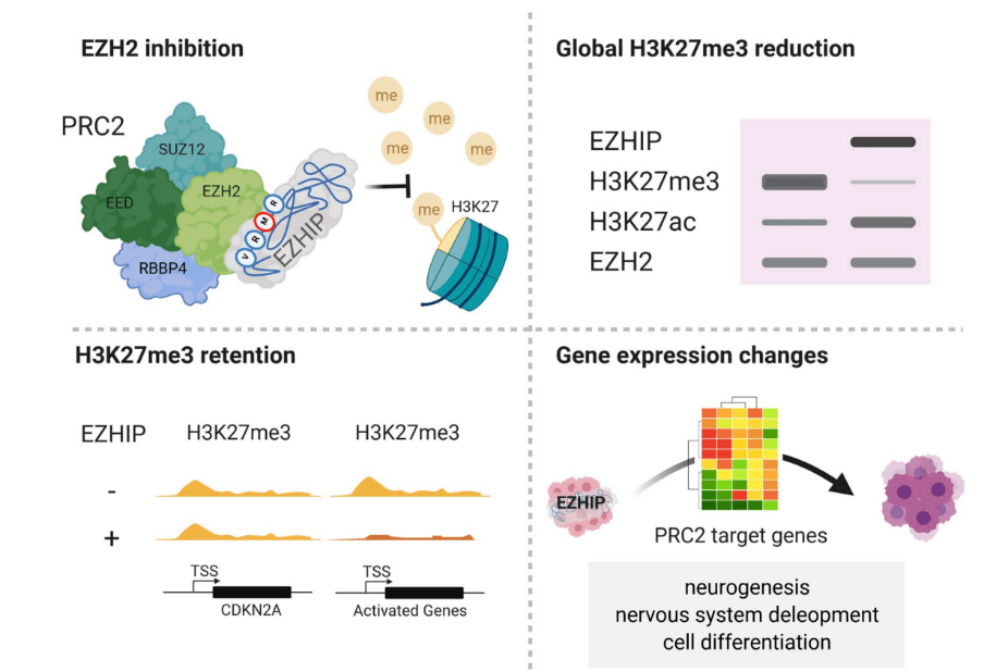 【阔然开朗】EZHIP：后颅窝室管膜瘤的标记物_me_检测_基因