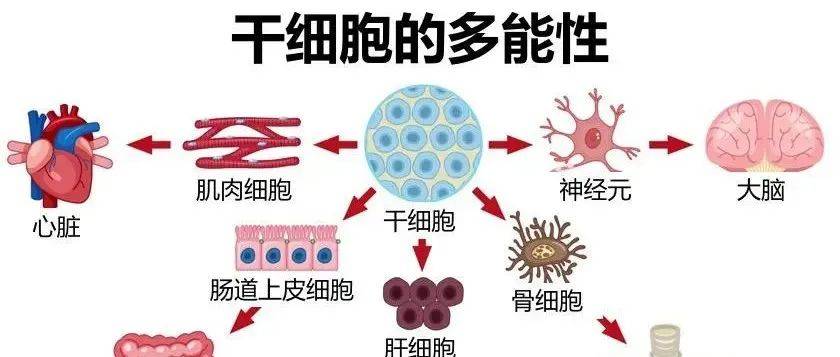 首次!中国科学家在诱导性多能干细胞技术上取得重大突破胚胎人类组织