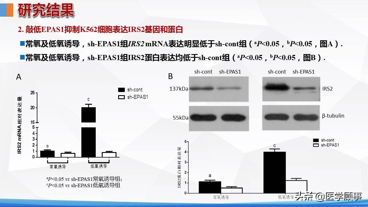低氧条件下EPAS1调控K562细胞系红系分化的作用研究_因子_诱导_环境