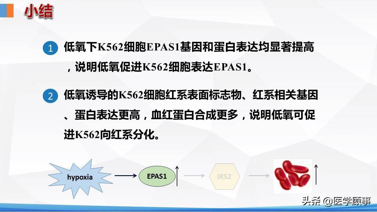 低氧条件下EPAS1调控K562细胞系红系分化的作用研究_因子_诱导_环境