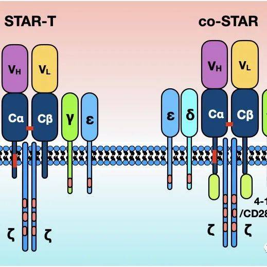 AJH前沿 | 陆道培医学团队：新型CD19靶向合成T细胞受体和抗原受体(STAR)-T细胞治疗R/R B-ALL_患者_allo-HSCT_研究