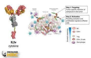 CD3 双抗在实体瘤中的挑战及解决之道_细胞_肿瘤_抗体