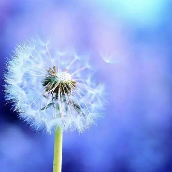 早安诗《晨安》_惠特曼_Mesame_扶桑