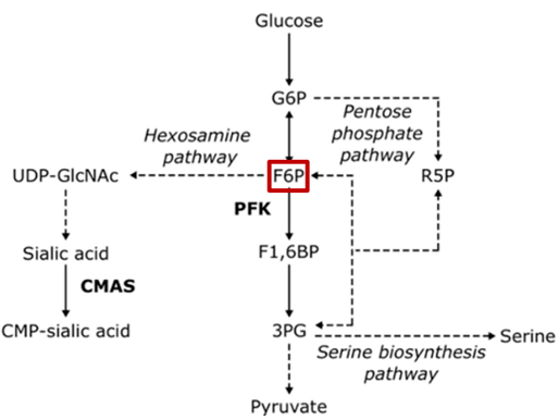 《自然》：代谢的异质性是癌症转移的关键_Rossi_肿瘤_Phgdh