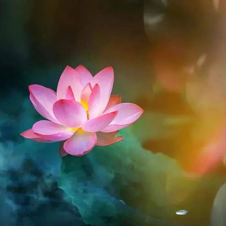 早读丨夏至：愿所有的幸福，如期而来_夏天_兰若_荷花