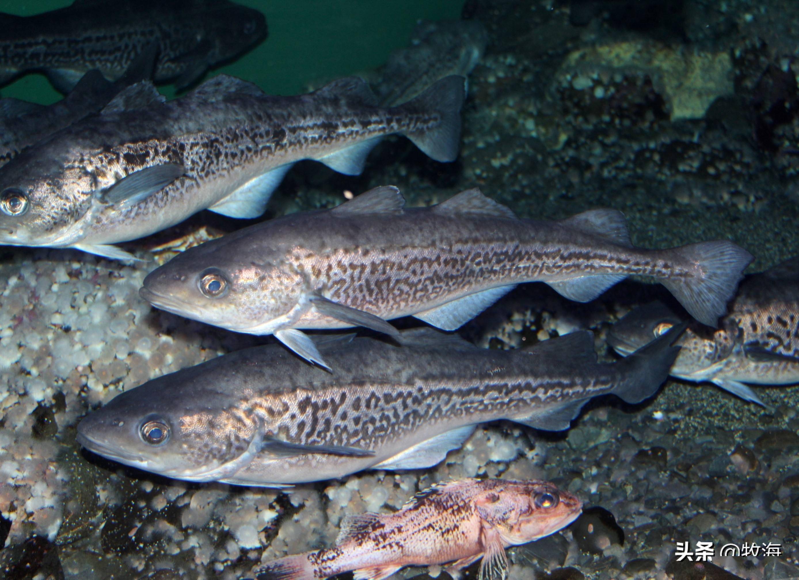 明太鱼：韩国求而不得，俄罗斯“吃亏”发货，为何却成就了中国？_捕捞_资源_加工