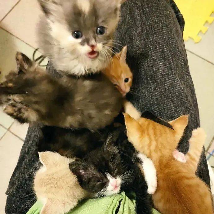 【猫咪领养】七只小猫寻领养小猫猫咪
