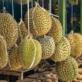 Protocols Signed, Vietnamese Durians One Step Closer to China..._the_on_of