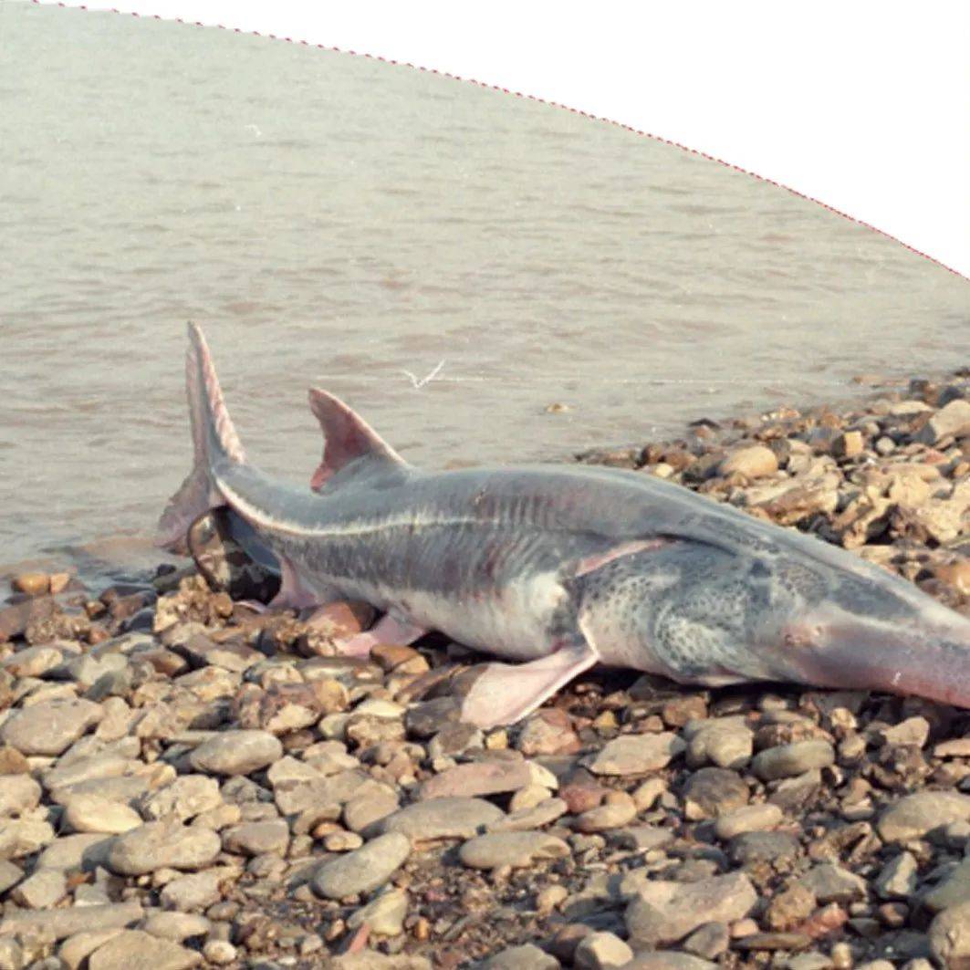 悲伤！它被正式宣布灭绝_长江_白鲟_种群