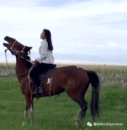 苏联重挽马-Soviet Heavy Draft_品种_俄罗斯_布拉班