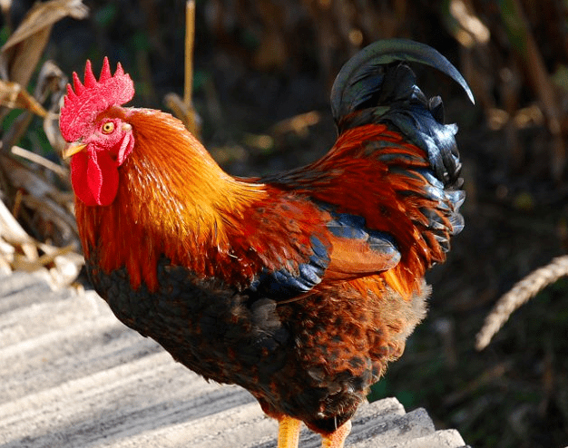 今日运势-酉鸡 （8.1）_运气_生肖_保平安