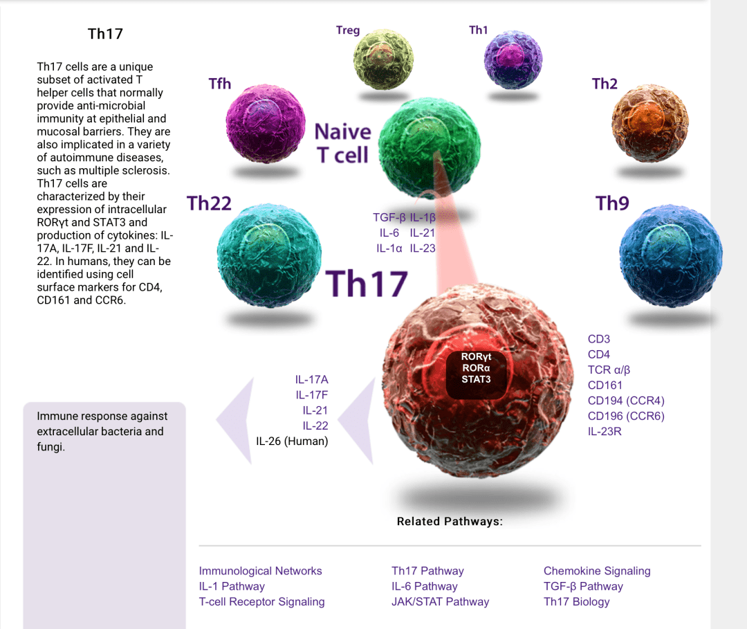人人学懂免疫学第二十三期：Th2、Th17和Th0细胞_抗体_细菌_真菌