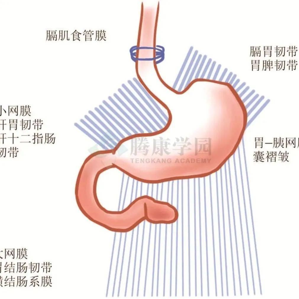 【内脏与疼痛】十二指肠的筋膜、支配神经和功能障碍及神经反射区 腹腔 肠系膜 动脉