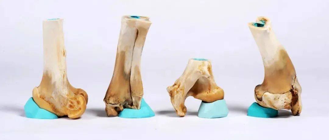 Emmanuelle Poirier利用骨头设计的Cow Prod_牲畜_瓷器_精英