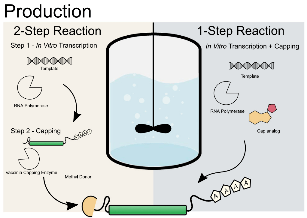 mRNA疫苗生产：挑战、瓶颈及未来_技术_开发_艾滋病毒