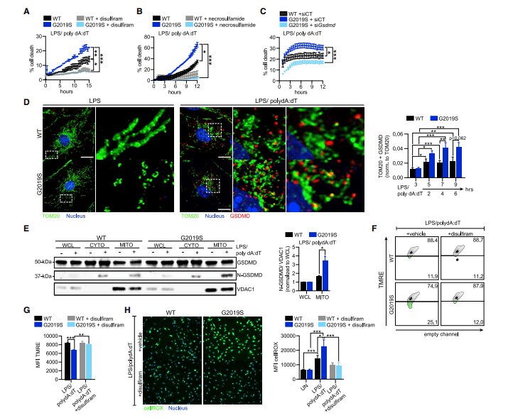 线粒体功能障碍怎样通过调控细胞的死亡方式来指导免疫结果？_研究_炎症_坏死性