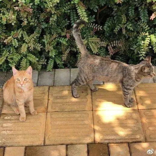 【猫咪领养】一窝小流浪寻领养猫咪