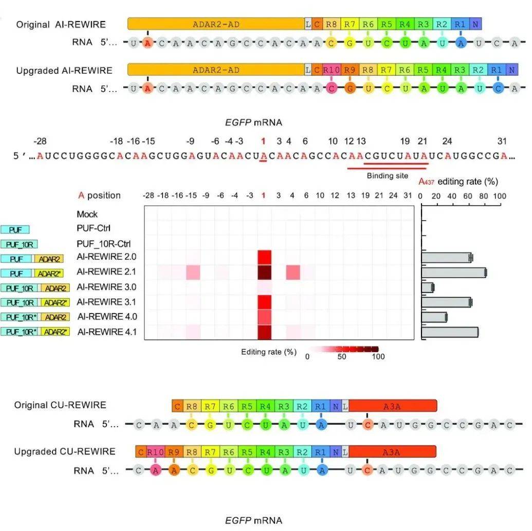 NAR：王泽峰团队开发出不依赖于gRNA的新型RNA精准编辑系统_研究_A-to-I_中国科学院