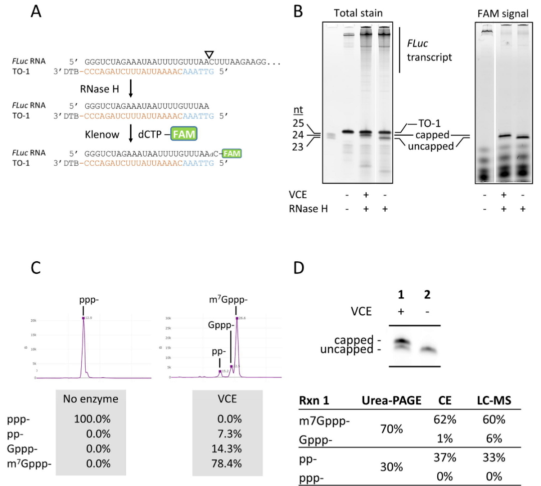 mRNA加帽率测定方法研究进展_反应_RppH_酶法
