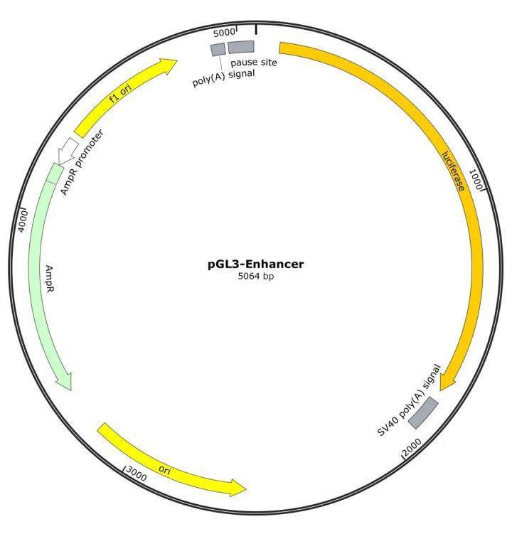 双荧光素酶报告基因实验技术详解_检测_载体_萤火虫