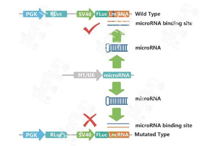 双荧光素酶报告基因实验技术详解_检测_载体_萤火虫