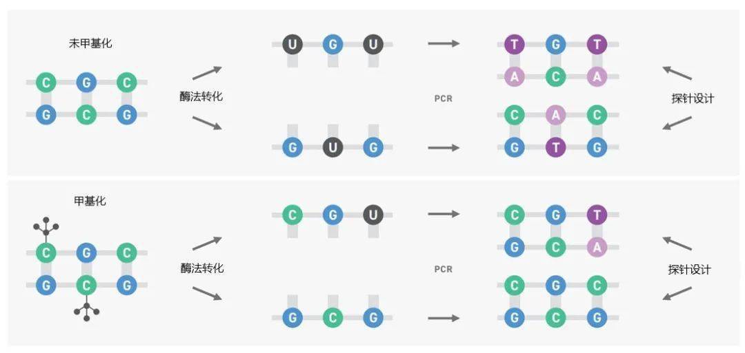 循环游离DNA（cfDNA）甲基化检测——EM-seq_样本_技术_基因组