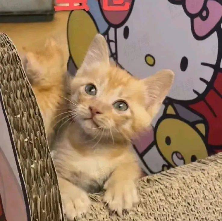 【猫咪领养】小橘姐妹寻领养猫咪姐妹