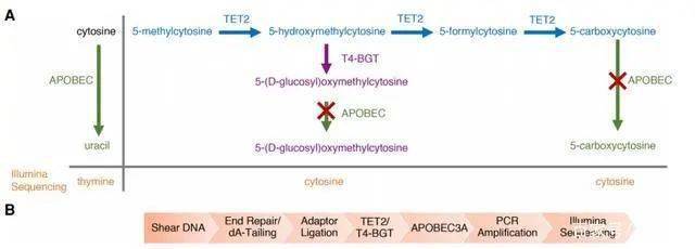 关于甲基化和羟甲基化测序的技术介绍_hmC_oxBS-seq_氧化